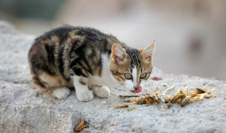 Can Cats Eat Fish Bones? Is Fish With Bones Safe? Should You Give Fish ...