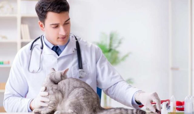 Can Cats Eat Flies? Why Cat Eat A Fly? Can Cat Get Sick From Eating A ...