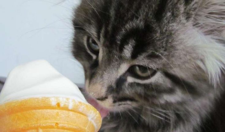 Can Cat Eat Ice Cream? Is Eating Ice Cream Safe For Cats? [REVEALED ...