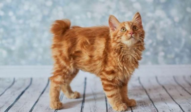 20 Orange Tabby Cat Breeds | Surprising & Fun Facts About Orange Cats ...