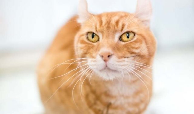 20 Orange Tabby Cat Breeds | Surprising & Fun Facts About Orange Cats ...