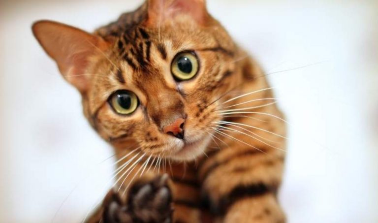 20 Orange Tabby Cat Breeds | Surprising & Fun Facts About Orange Cats ...