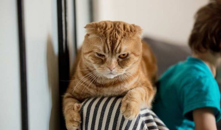 20 Orange Tabby Cat Breeds | Surprising & Fun Facts About Orange Cats ...