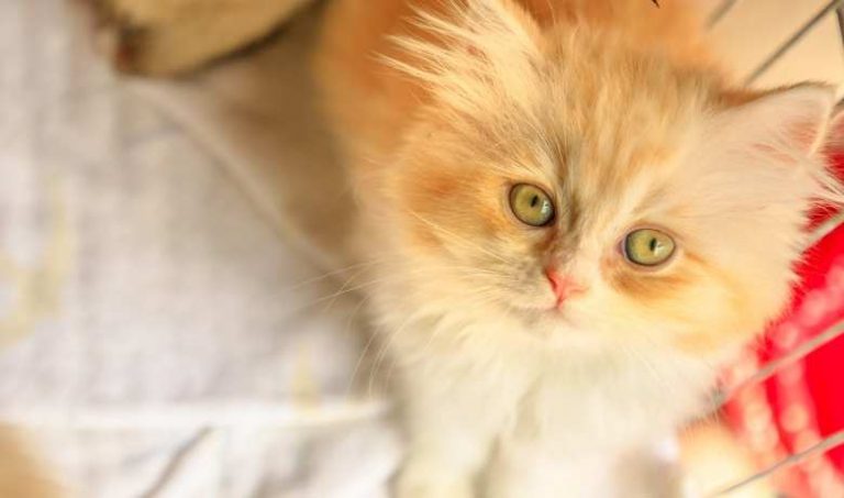 20 Orange Tabby Cat Breeds | Surprising & Fun Facts About Orange Cats ...