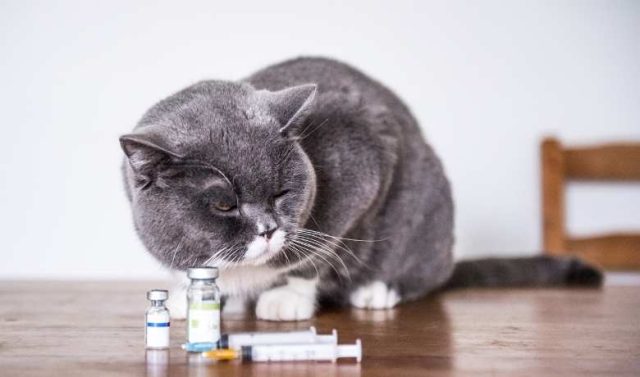 Can Cats Eat Garlic? Is Garlic Toxic To Cats? (Garlic Poisoning)? - My ...