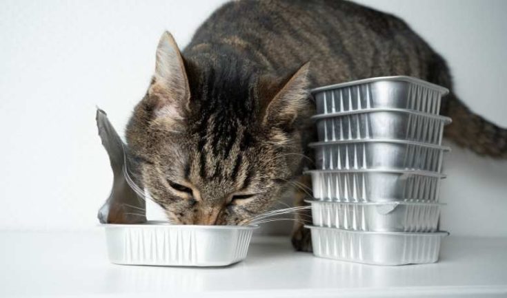 Can Cats Eat Garlic? Is Garlic Toxic To Cats? (Garlic Poisoning)? - My ...