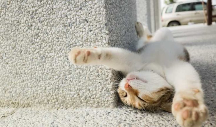 Can Cats Eat Garlic? Is Garlic Toxic To Cats? (Garlic Poisoning)? - My ...