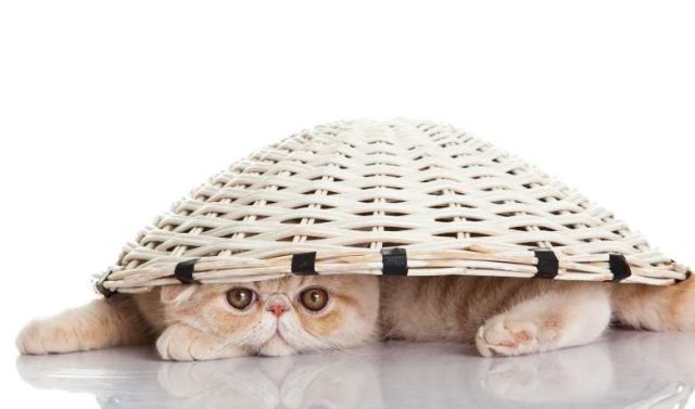 Can Cats Eat Garlic? Is Garlic Toxic To Cats? (Garlic Poisoning)? - My ...