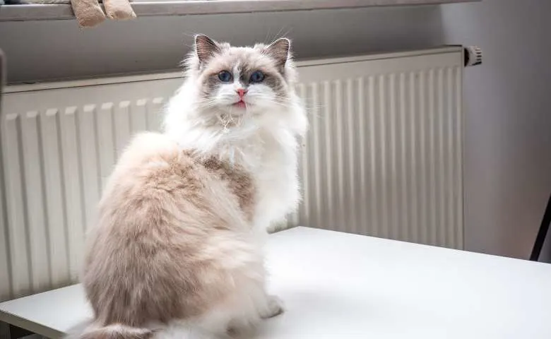 Does Ragdoll Cat Shed?