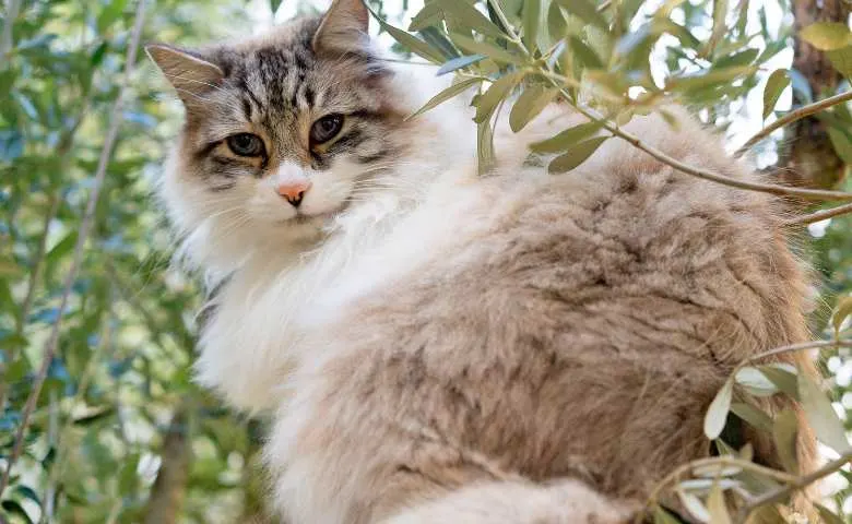 Does Ragdoll Cat Shed?