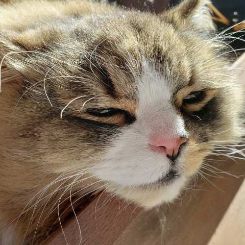 Orange Ragdoll Cat Breed (Flame Point Ragdoll Cat)