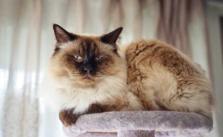 12 Interesting And Unexpected Facts About Flame Point Ragdoll Cat Breed