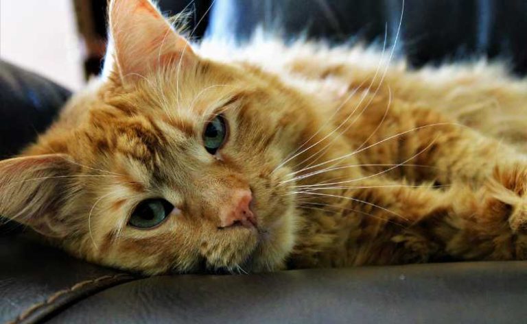 Orange Ragdoll Cat Breed (Flame Point Ragdoll Cat)