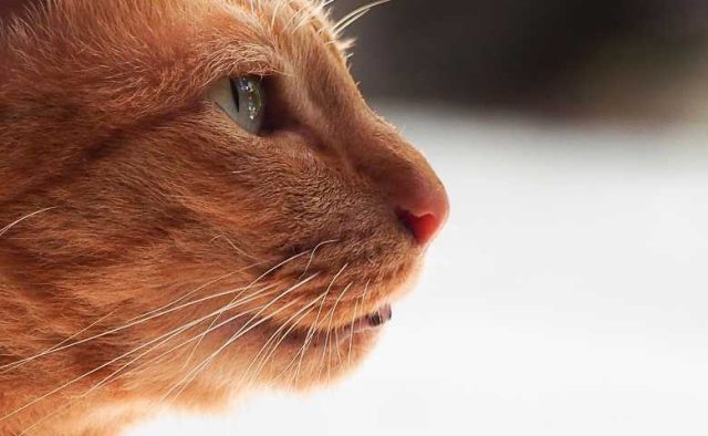 Orange Ragdoll Cat Breed (Flame Point Ragdoll Cat)