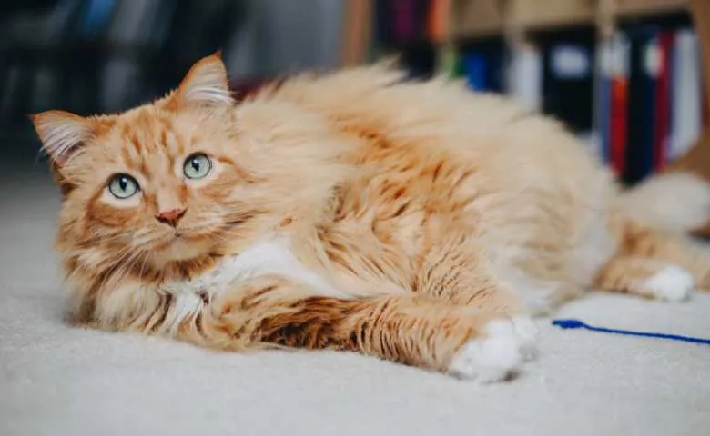 Orange Ragdoll Cat Breed (Flame Point Ragdoll Cat)
