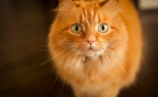 Orange Ragdoll Cat Breed (Flame Point Ragdoll Cat)