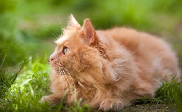 Orange Ragdoll Cat Breed (Flame Point Ragdoll Cat)