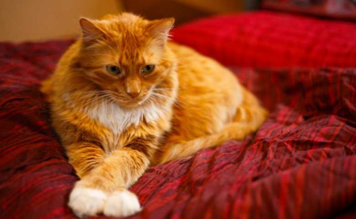 Orange Ragdoll Cat Breed (Flame Point Ragdoll Cat)