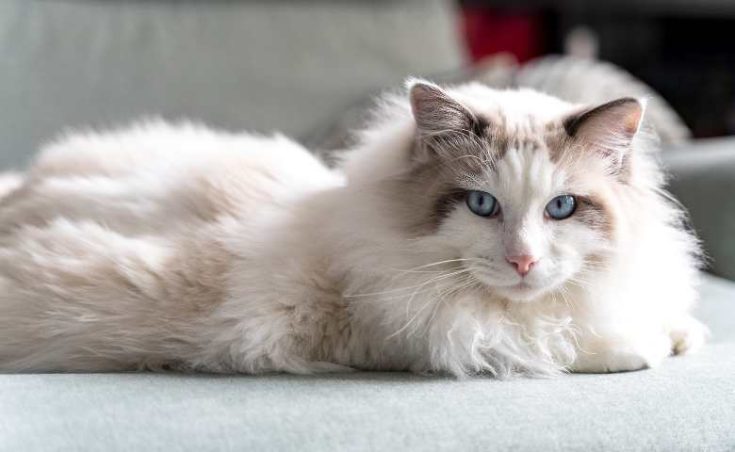 Siamese Ragdoll Cat Mix - Do You Want To Know About Ragdoll Siamese Mix ...