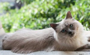Siamese Ragdoll Cat Mix - Do You Want To Know About Ragdoll Siamese Mix ...