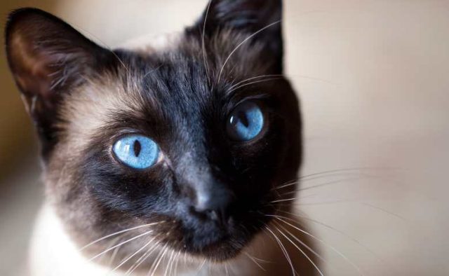 Siamese Ragdoll Cat Mix - Do You Want To Know About Ragdoll Siamese Mix ...
