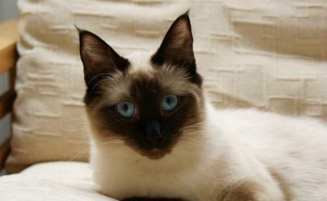 Siamese Ragdoll Cat Mix - Do You Want To Know About Ragdoll Siamese Mix ...