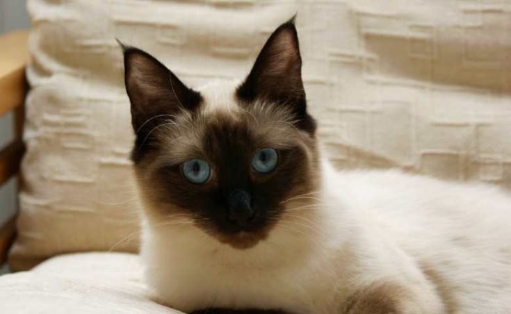 Siamese Ragdoll Cat Mix - Do You Want To Know About Ragdoll Siamese Mix ...