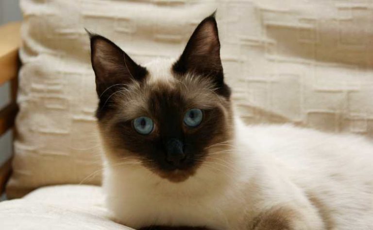 Siamese Ragdoll Cat Mix - Do You Want To Know About Ragdoll Siamese Mix ...