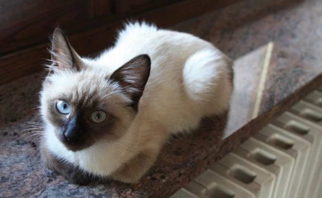 Siamese Ragdoll Cat Mix - Do You Want To Know About Ragdoll Siamese Mix ...