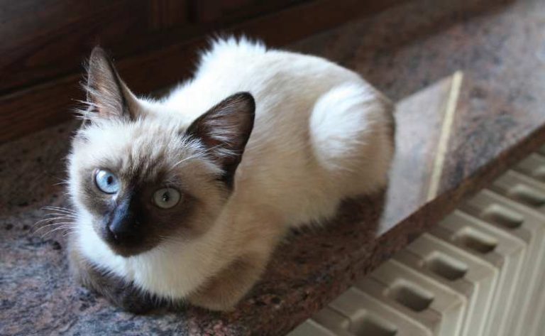 Siamese Ragdoll Cat Mix - Do You Want To Know About Ragdoll Siamese Mix ...