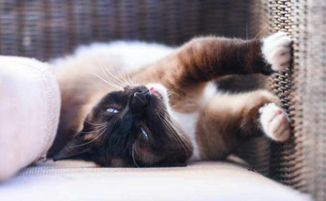 Siamese Ragdoll Cat Mix - Do You Want To Know About Ragdoll Siamese Mix ...