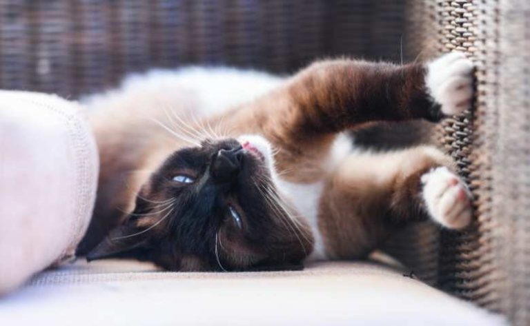 Siamese Ragdoll Cat Mix - Do You Want To Know About Ragdoll Siamese Mix ...