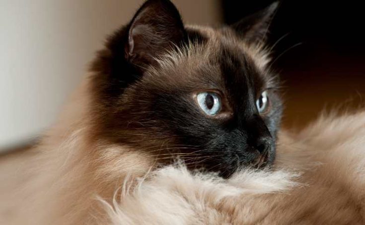 Siamese Ragdoll Cat Mix - Do You Want To Know About Ragdoll Siamese Mix ...