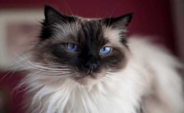 Siamese Ragdoll Cat Mix - Do You Want To Know About Ragdoll Siamese Mix ...
