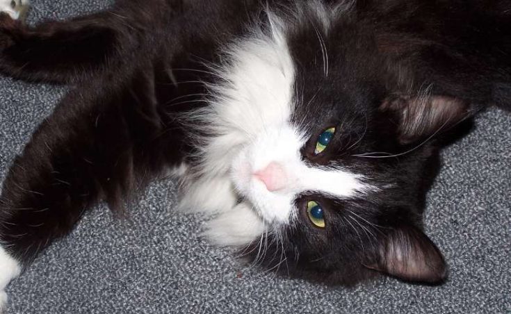 Tuxedo Ragdoll Cat (Facts About Tuxedo Black And White Ragdoll Cat)