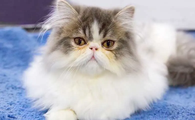 Persian Ragdoll Cat Mix (Information About Persian Ragdoll Mix Kitten ...