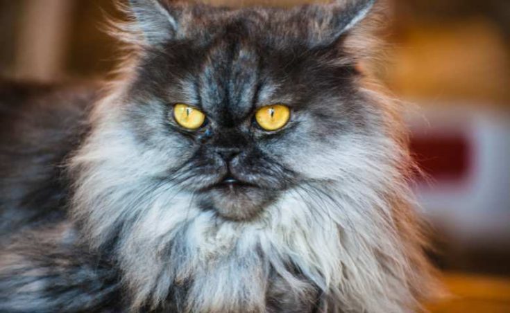 Persian Ragdoll Cat Mix (Information About Persian Ragdoll Mix Kitten ...