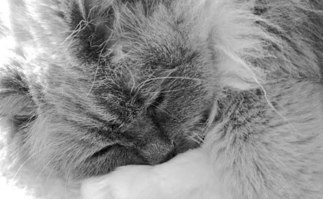 Grey Ragdoll Cat Breed (Rare Types Of Ragdoll Cats - The Majestic ...