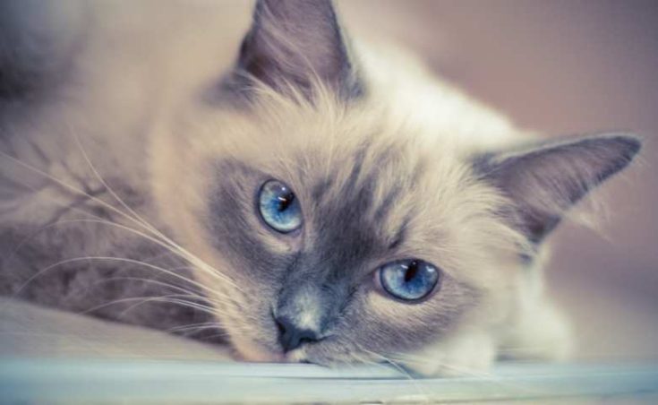 Grey Ragdoll Cat Breed (Rare Types Of Ragdoll Cats - The Majestic ...
