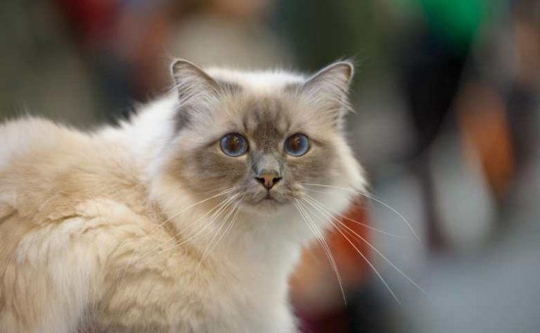 25 Fluffy Cat Breeds You'll Love To Cuddle With - WARNING Cute Pictures ...