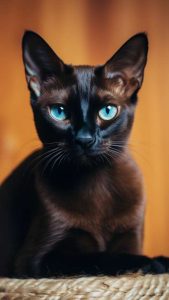 Black Siamese Cat Breed - The TRUTH About This Rare Black Cat Breed - My British Shorthair Cat ...