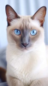 19 Things You Must Know About Blue Point Siamese Cat - Complete Guide ...