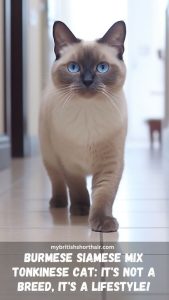 Burmese Siamese Mix - 15 Facts About Tonkinese Cat. Siamese Cat ...
