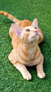 A Guide To Top 10 Cat Breeds With Big Ears: Find Out Which Domestic Cat ...