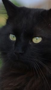 List Of Black Cat Breeds With Green Eyes - 17 Black Cats With Green ...