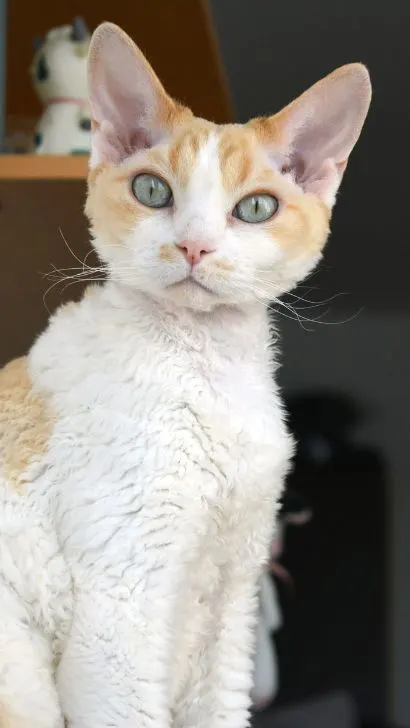 9 Curly Haired Cat Breeds: A Guide To Curly-Haired Cat Breeds From ...