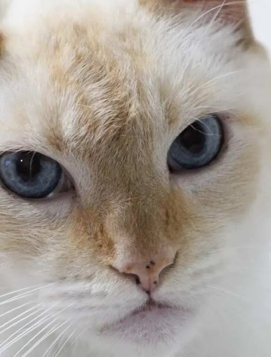 Flame Point Siamese Cat Full Guide | Flame Point | Siamese