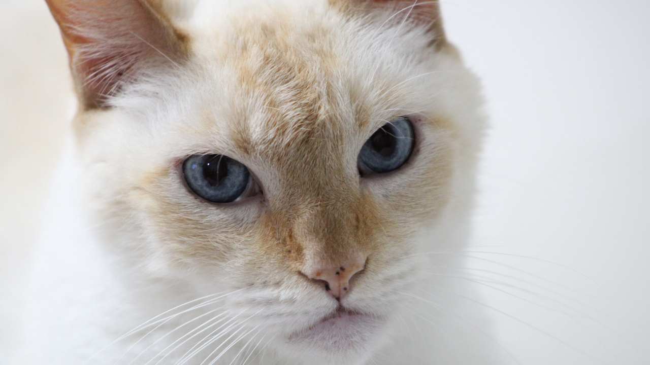 Flame Point Siamese Cat Full Guide | Flame Point | Siamese