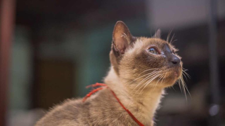 Flame Point Siamese Cat Full Guide | Flame Point | Siamese