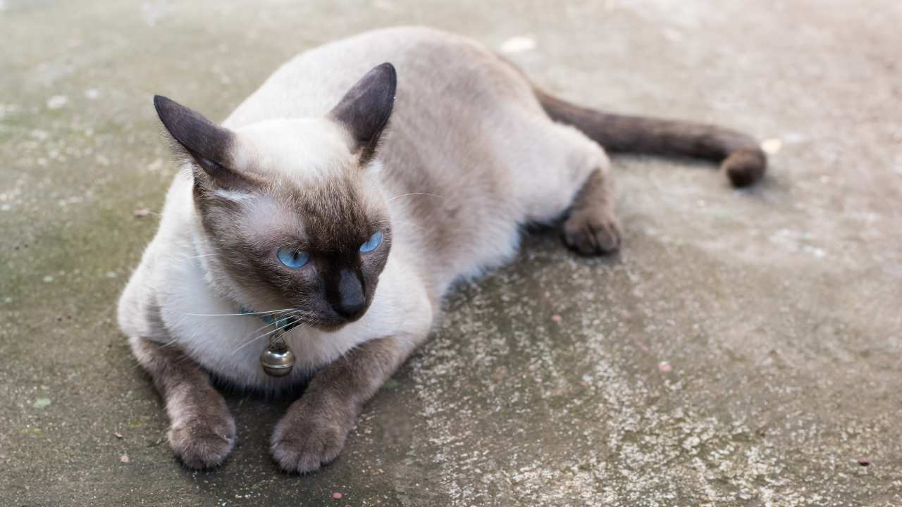 Flame Point Siamese Cat Full Guide | Flame Point | Siamese